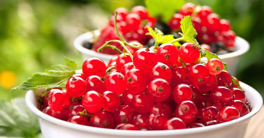 Erst muss man die Biseln fieseln, dann darf man das Ri genießeln - FALTER