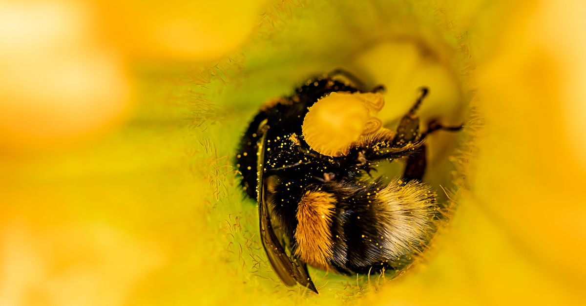 Insektensterben: Warum die Bienenkrise Österreich besonders hart trifft ...