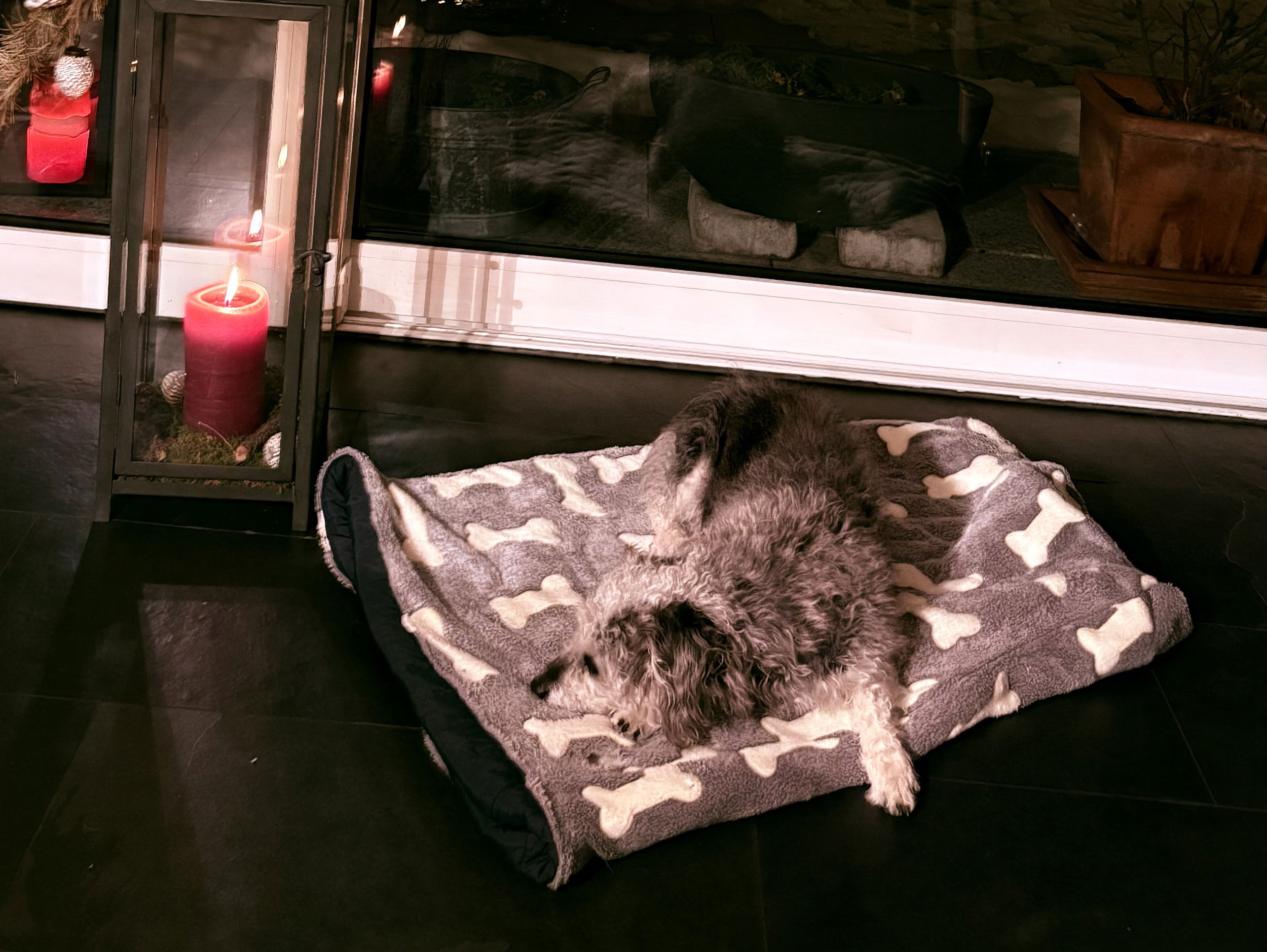 Hundstage: Butterweiches neues Jahr - FALTER