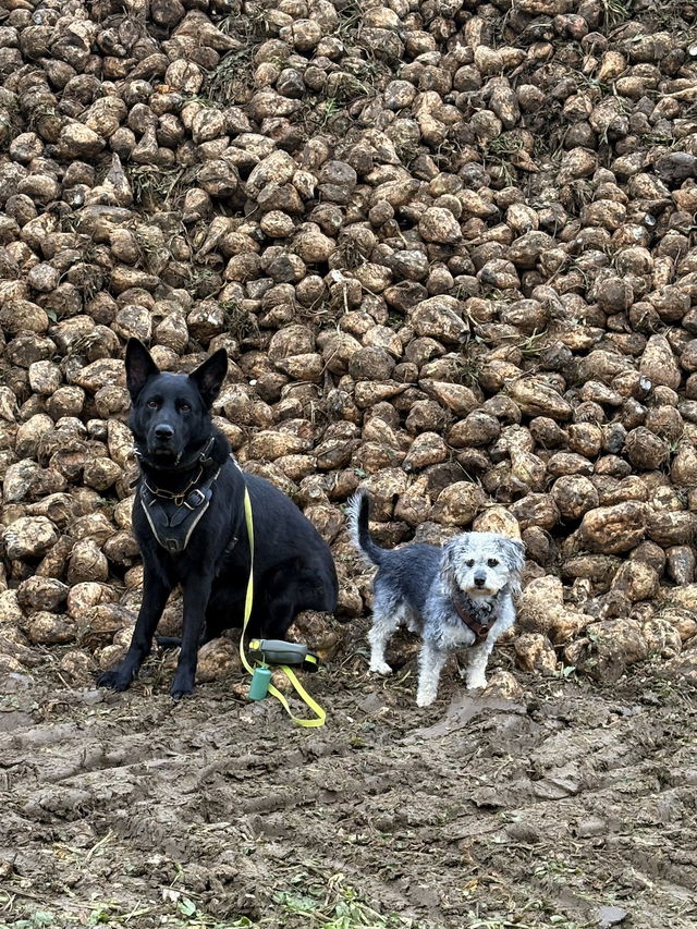 Hundstage: Survival of the Finiest - FALTER