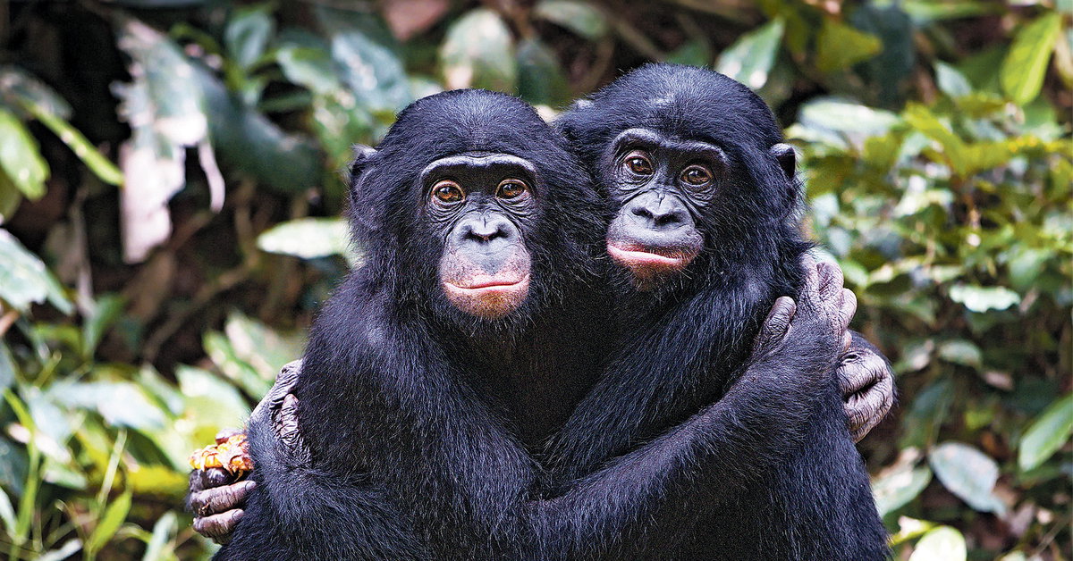 Bonobos: Die friedlichen Erotomanen des Tierreichs sind in Gefahr - FALTER