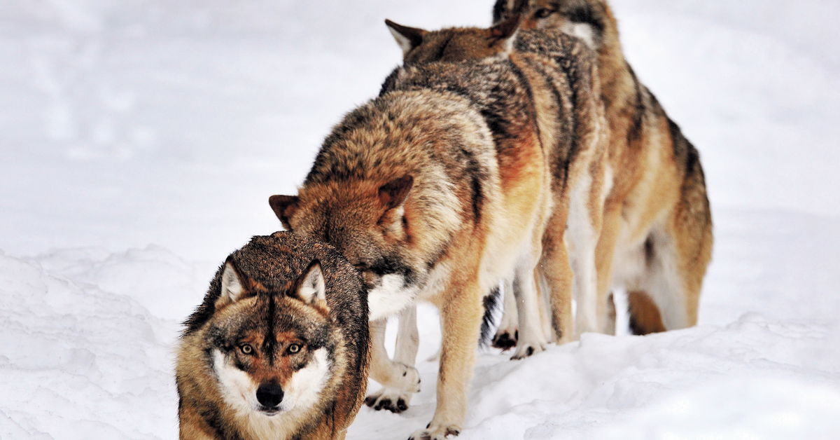 Österreichs rabiate Wolfs-Bekämpfung: „Schießen, schaufeln, schweigen ...