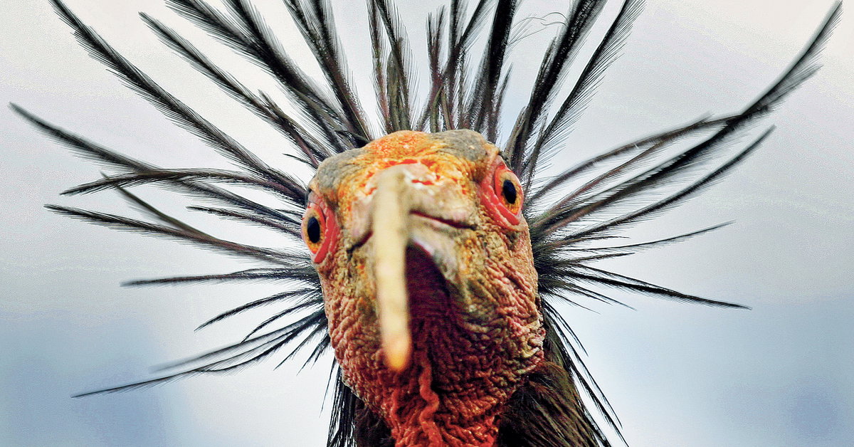 Rettungsmission „Hässlicher Vogel“ - FALTER