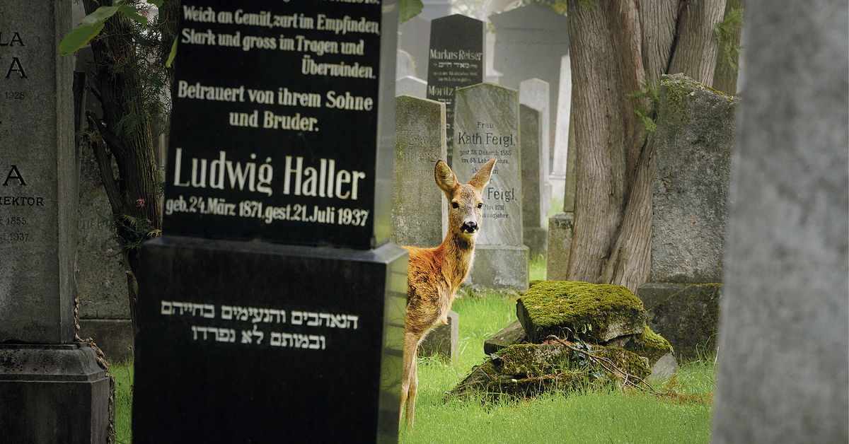 150 Jahre Wiener Zentralfriedhof: Besuch in der Stadt der Toten - FALTER