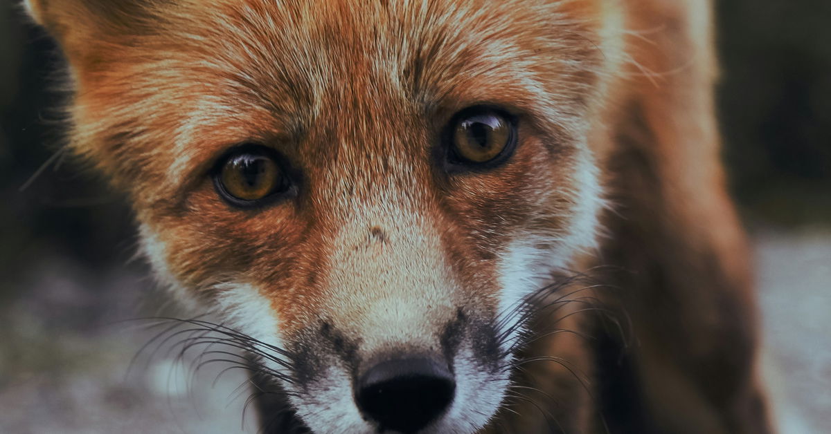 Füchse und Igel - FALTER