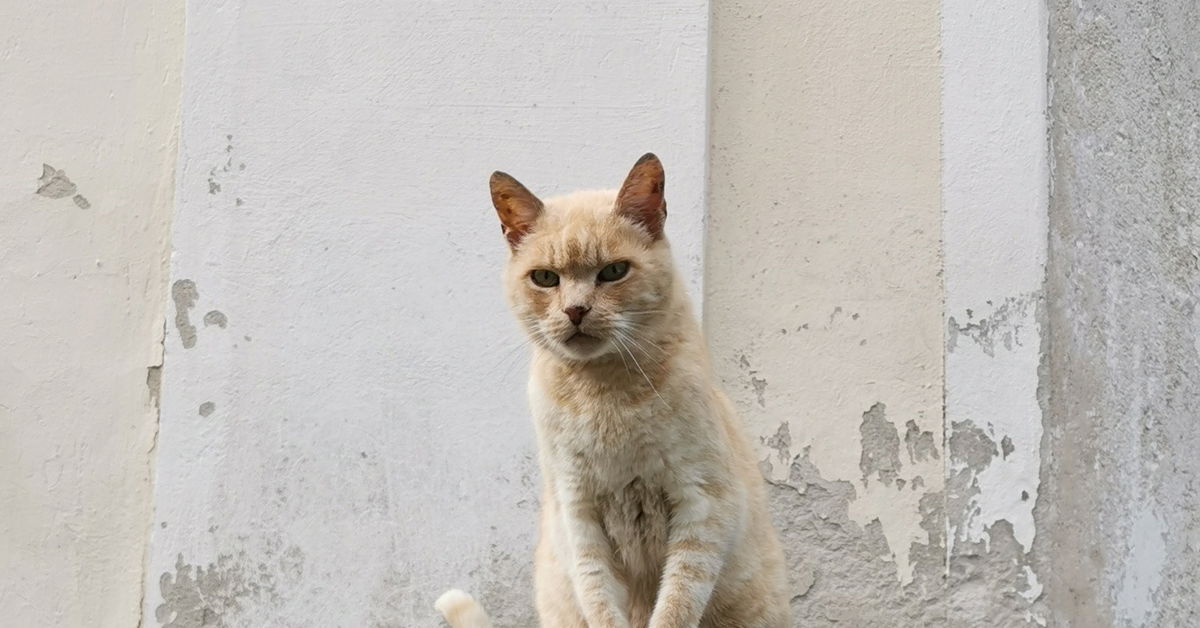 Maul halten, Hände falten! - FALTER