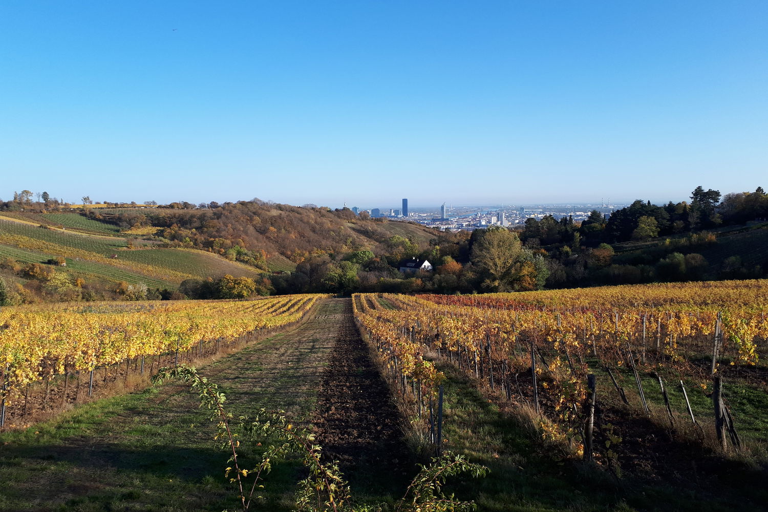 Zum Martin Sepp - FALTER