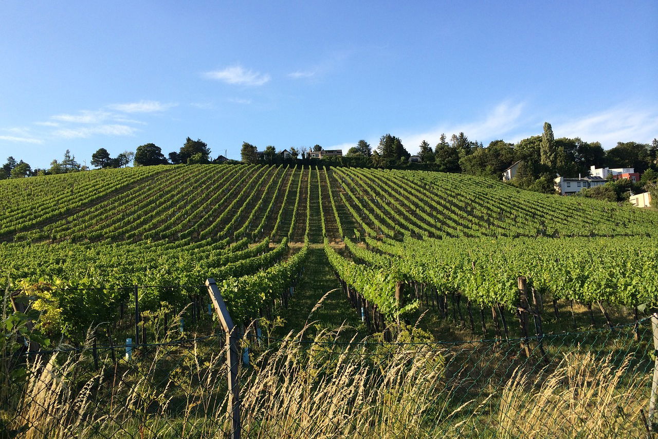 Lokaltipps im 17. Bezirk - FALTER